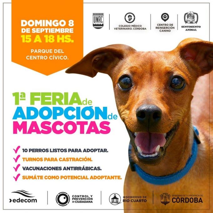 Realizarán la primera feria de adopción de mascotas | Telediario Digital Realizarán la primera feria de adopción de mascotas | Telediario Digital